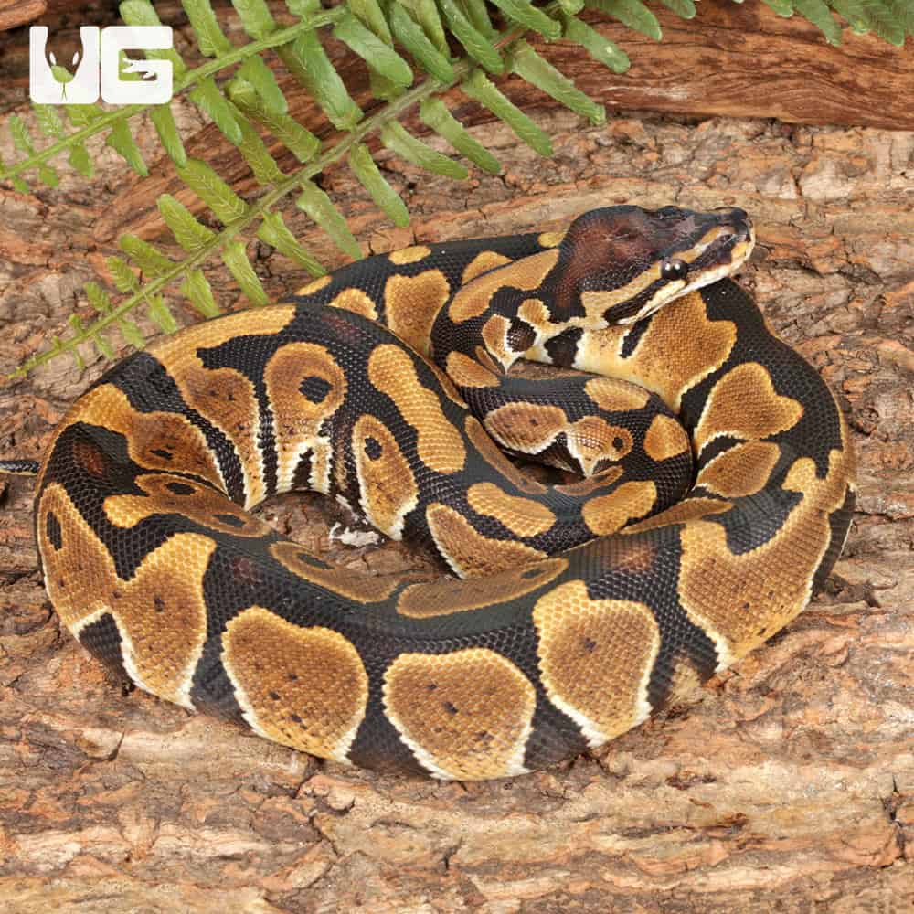 Yearling Male Scaleless Head Yellowbelly Ball Python For Sale ...