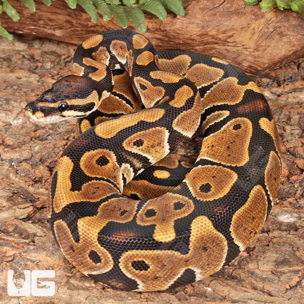 Yearling Male Scaleless Head Yellowbelly Ball Python For Sale ...
