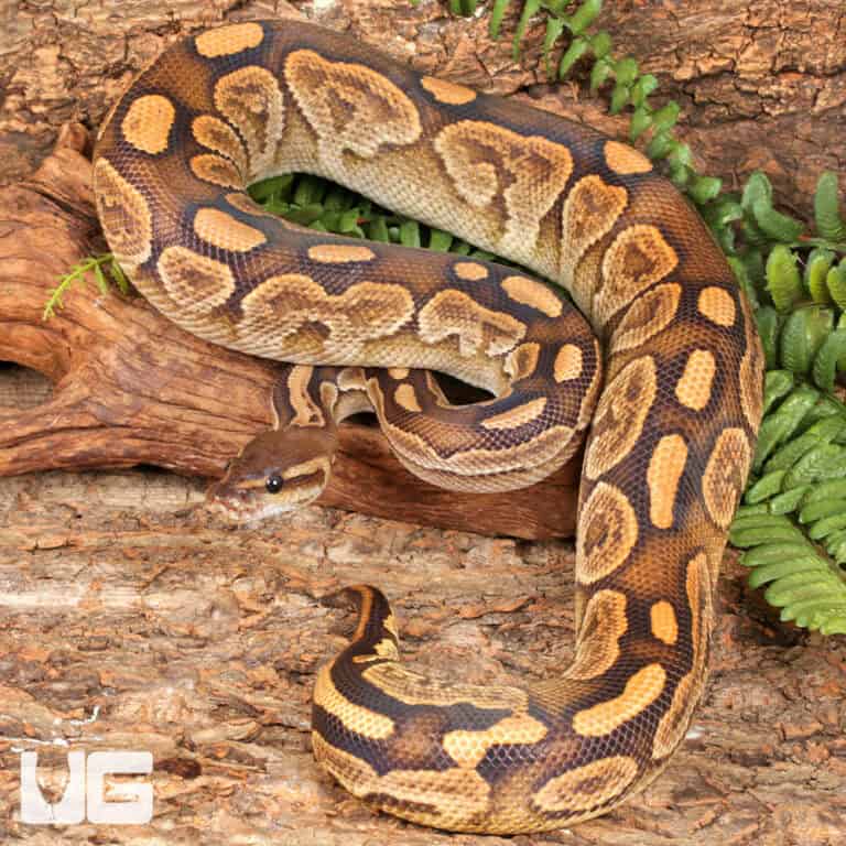 Yearling Male Super Razor Ball Python For Sale - Underground Reptiles