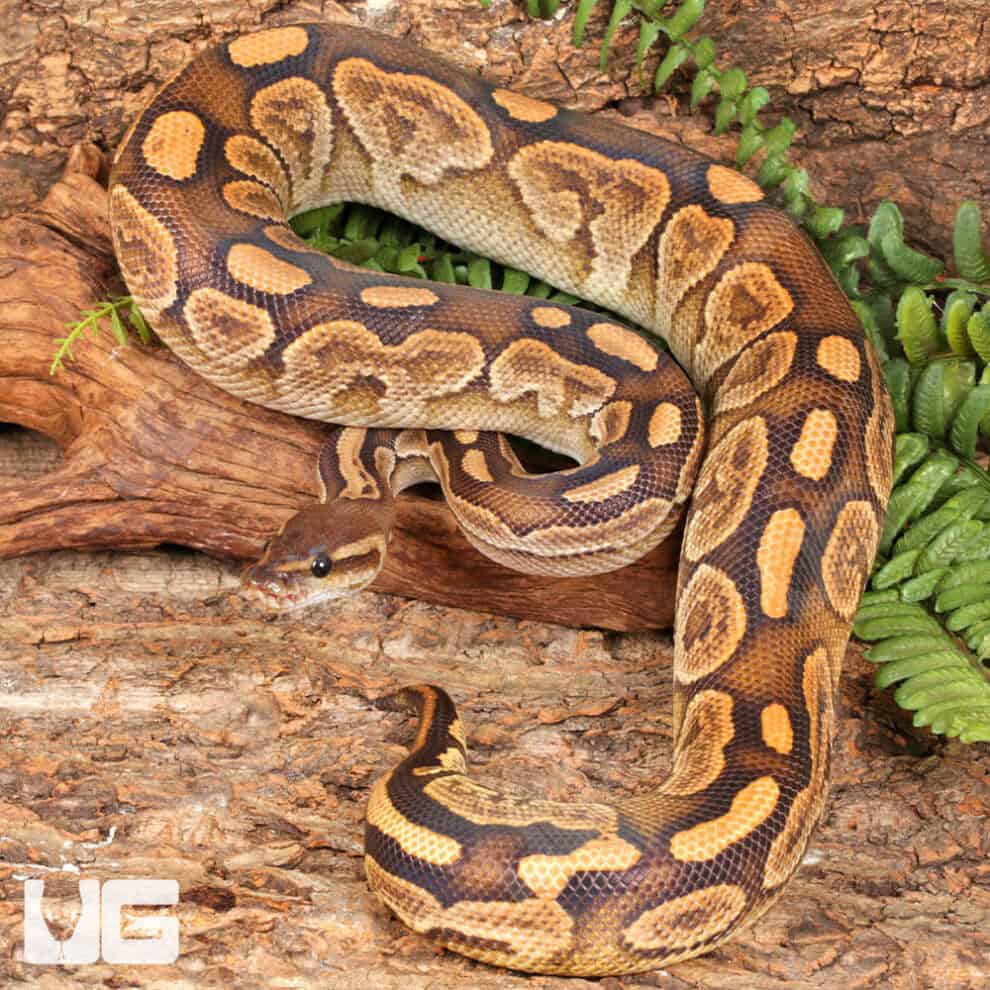 Yearling Male Super Razor Ball Python For Sale - Underground Reptiles