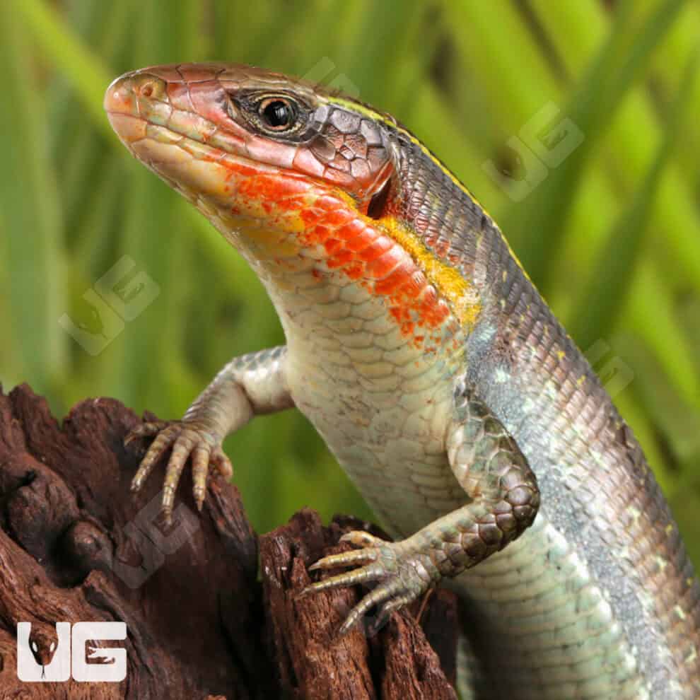 Other Lizards For Sale - Underground Reptiles