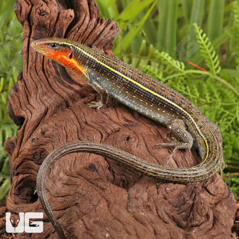 Yellow Throated Plated Lizard For Sale - Underground Reptiles