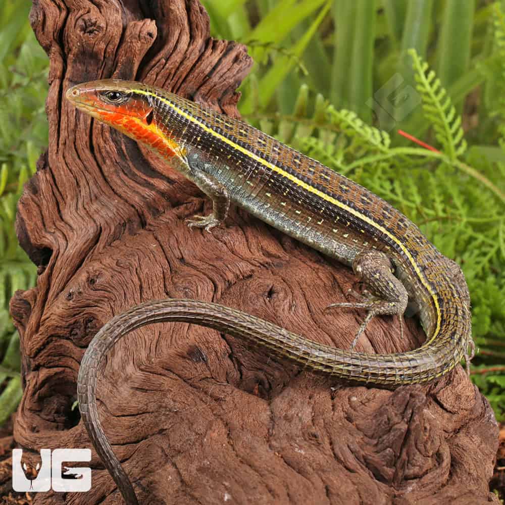 Yellow Throated Plated Lizard For Sale - Underground Reptiles