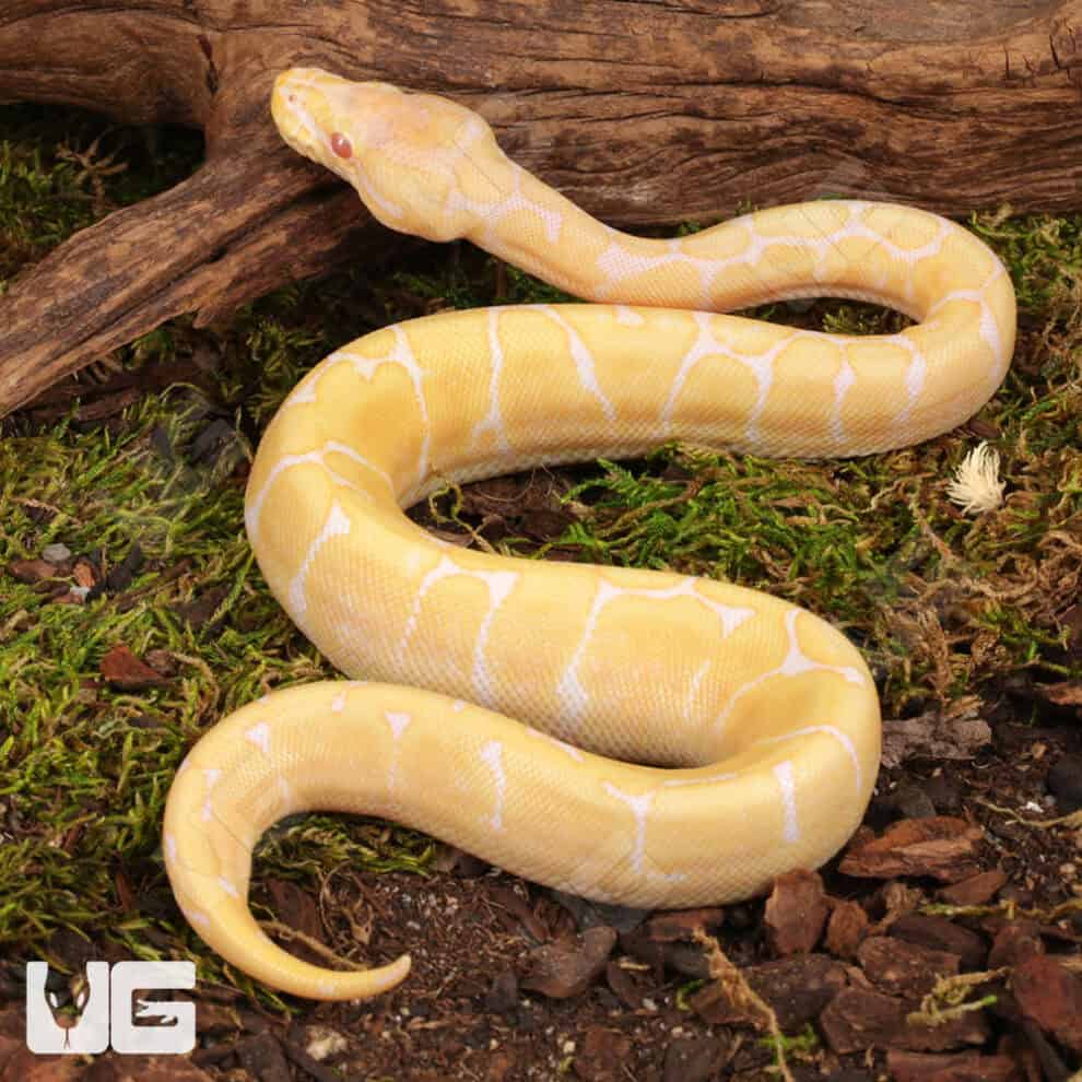 Baby Albino Spider Ball Pythons For Sale - Underground Reptiles