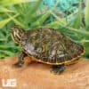 Baby Eastern River Cooter Turtle For Sale - Underground Reptiles