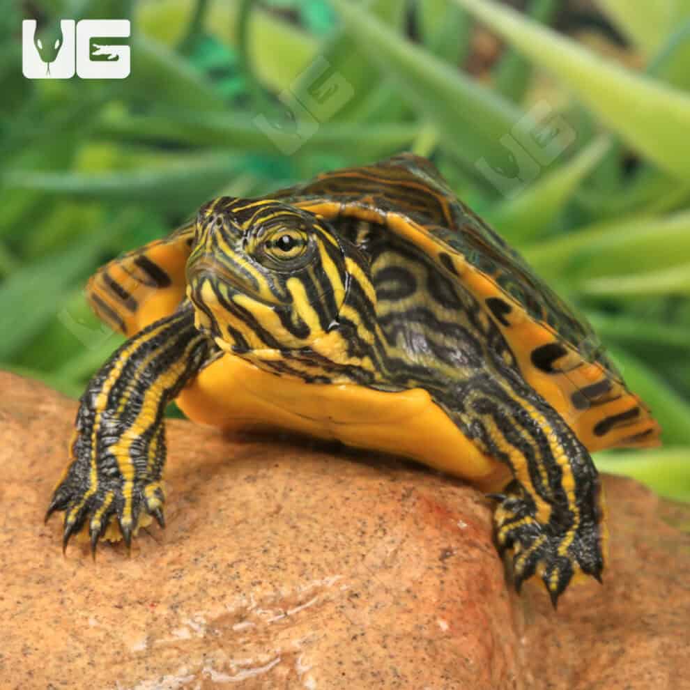 Baby Eastern River Cooter Turtle For Sale - Underground Reptiles