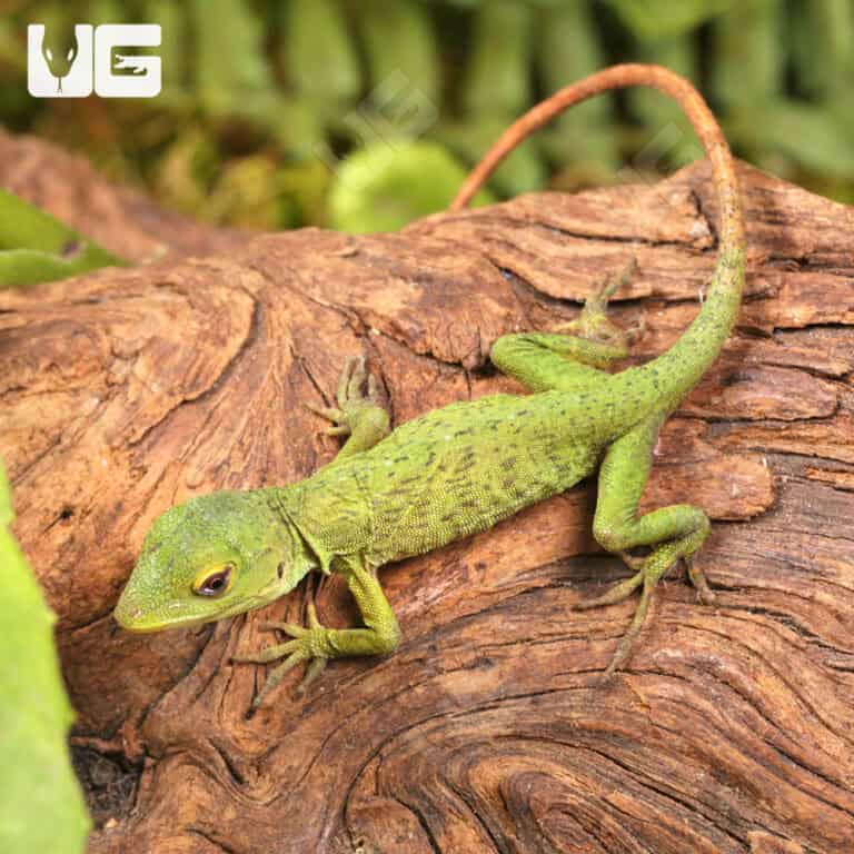Baby Neotropical Green Anoles (Anolis biporcatus) For Sale ...