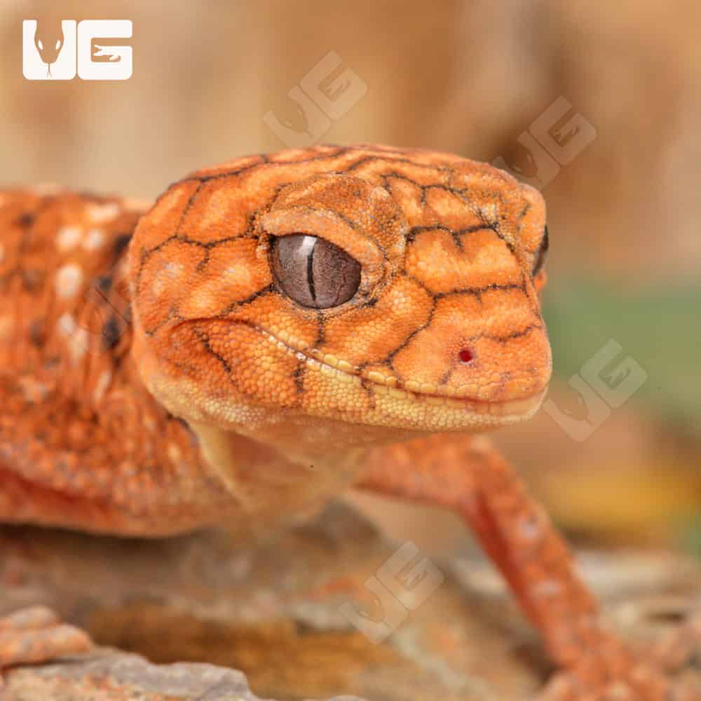 New Reptiles & Amphibians - Underground Reptiles