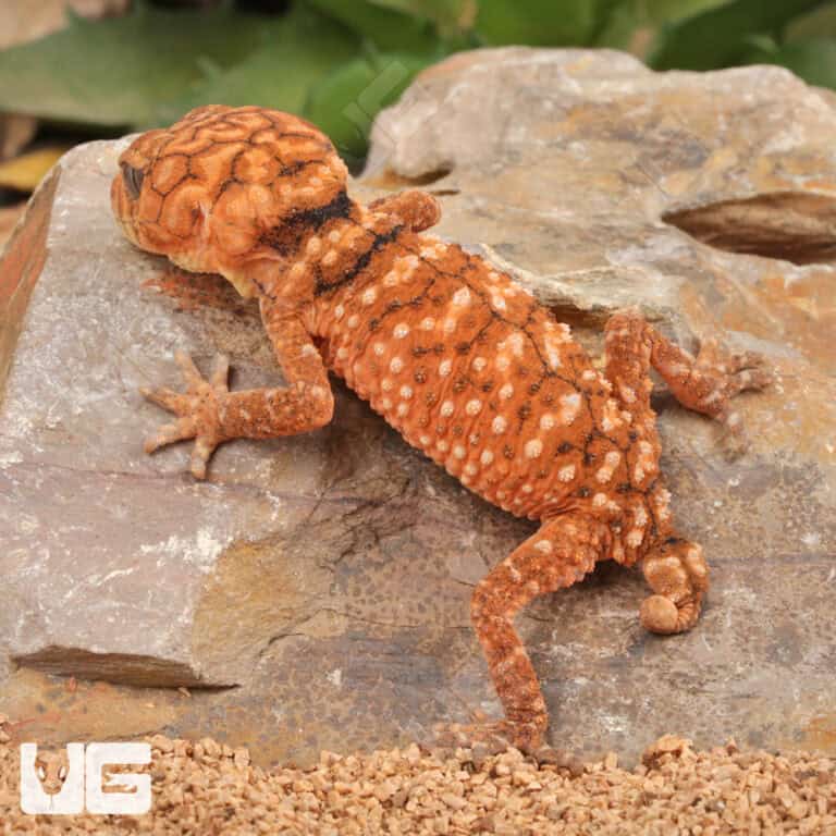 Amyae Knobtail Gecko (Nephrurus amyae) For Sale - Underground Reptiles
