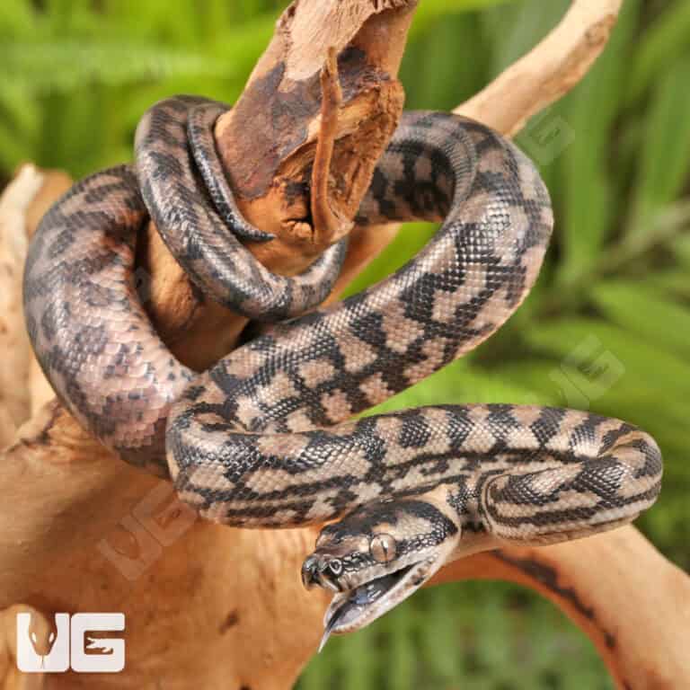 Baby Coastal Carpet Python - Underground Reptiles