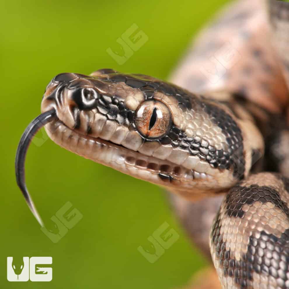 Baby Coastal Carpet Python - Underground Reptiles