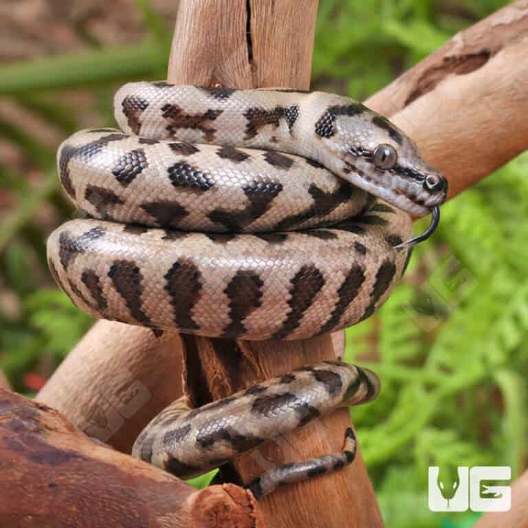 Carpet Pythons For Sale - Underground Reptiles
