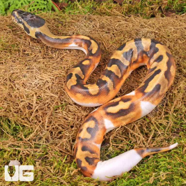 Baby Scaleless Head Pied Ball Python For Sale - Underground Reptiles