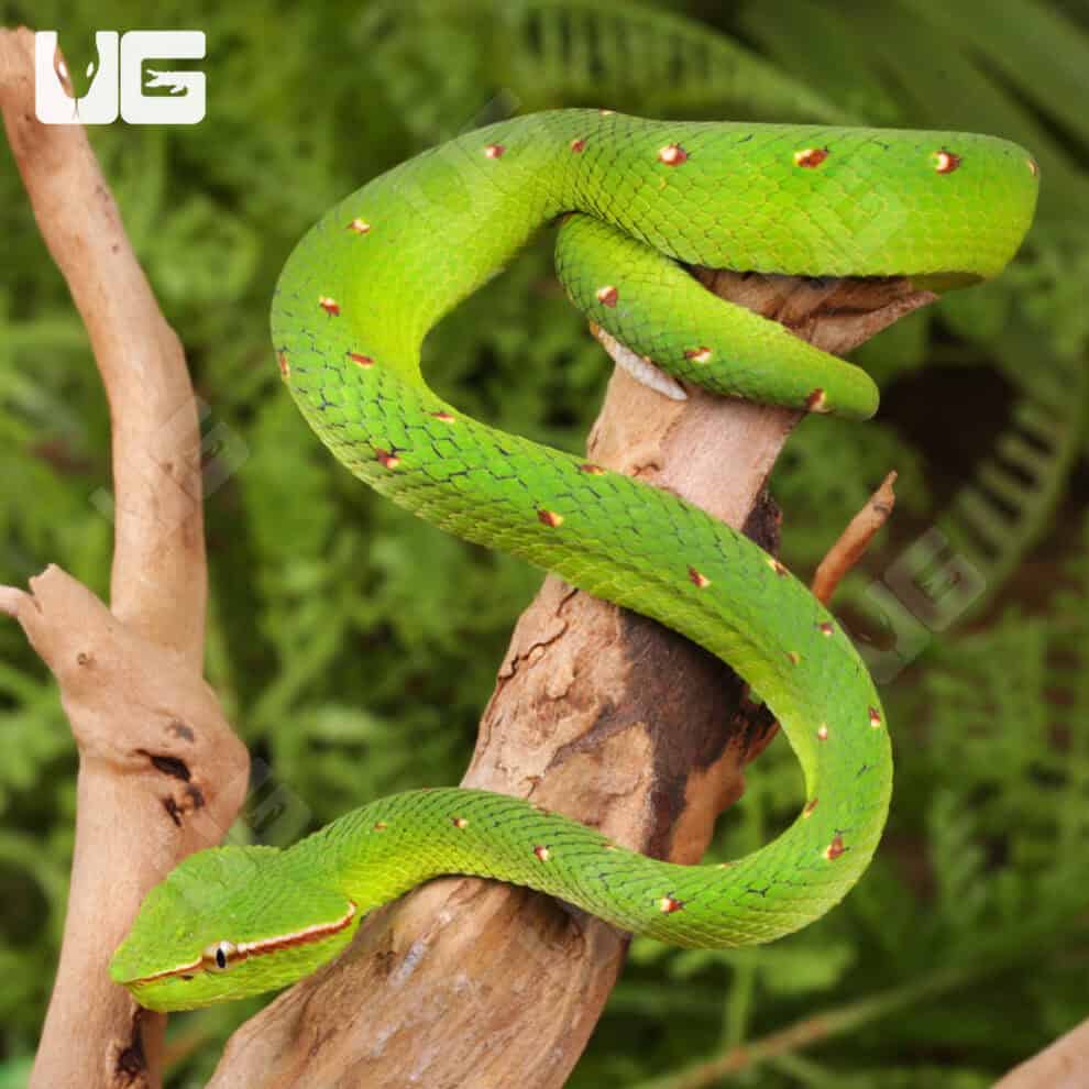 Baby Northern Philippine Temple Pit Viper (Tropidolaemus subannulatus ...