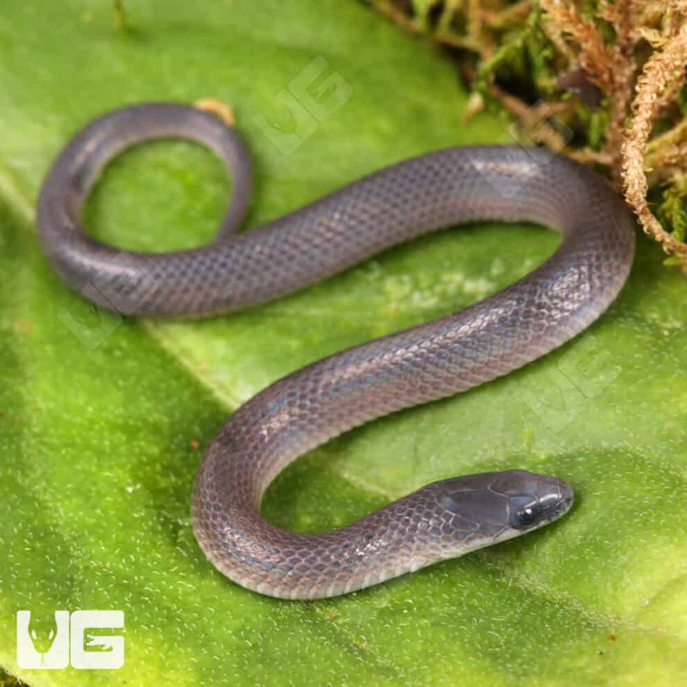 Smooth Earth Snakes (Virginia valeriae) For Sale - Underground Reptiles
