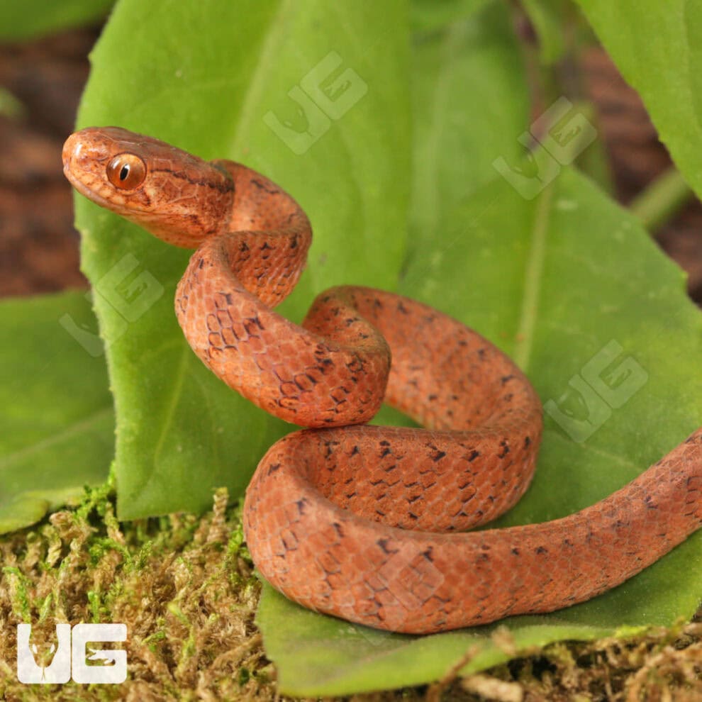 Underground Reptiles - Exotic Reptiles, Amphibians, Lizards and Mammals