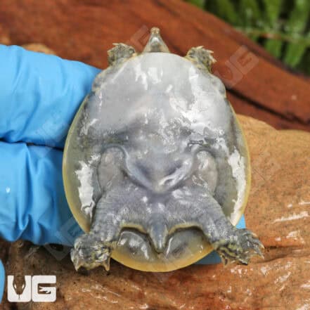 Baby Spiny Softshell Turtles (Apalone spinifera) For Sale - Underground ...