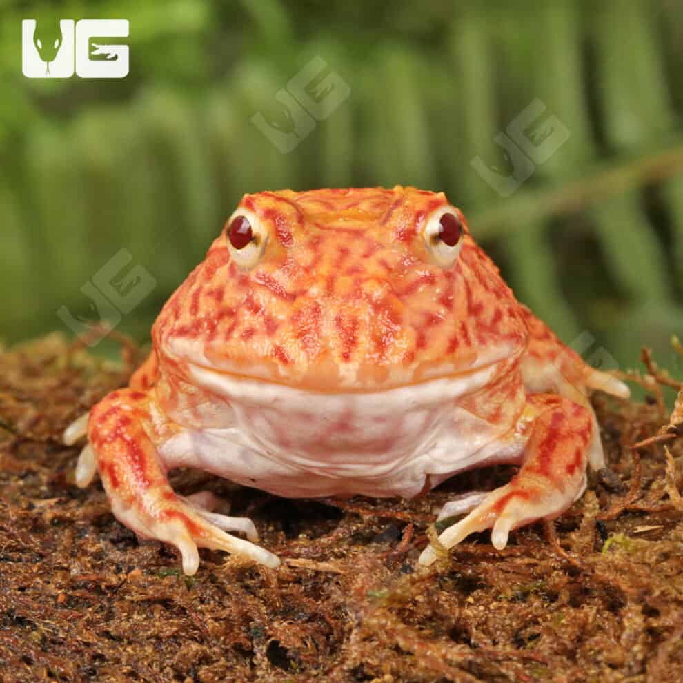 Coral Blaze Pacman Frogs For Sale - Underground Reptiles