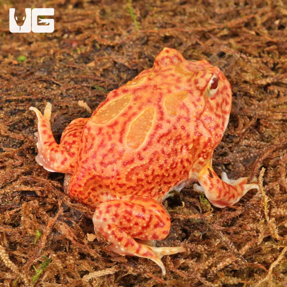 Coral Blaze Pacman Frogs For Sale - Underground Reptiles