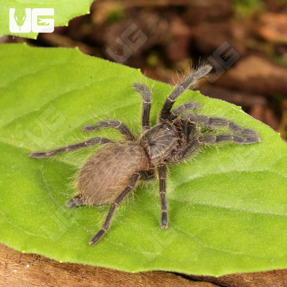 Dominican Purple Birdeater Tarantula For Sale - Underground Reptiles