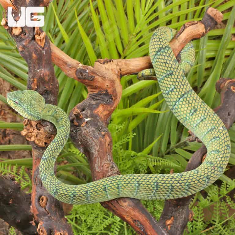 Blue Komodo Island Viper (Trimeresurus insularis) For Sale - Underground Reptiles