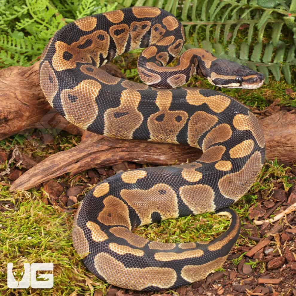 Yearling Female Scaleless Head Het Tri Stripe Ball Python For Sale - Underground Reptiles
