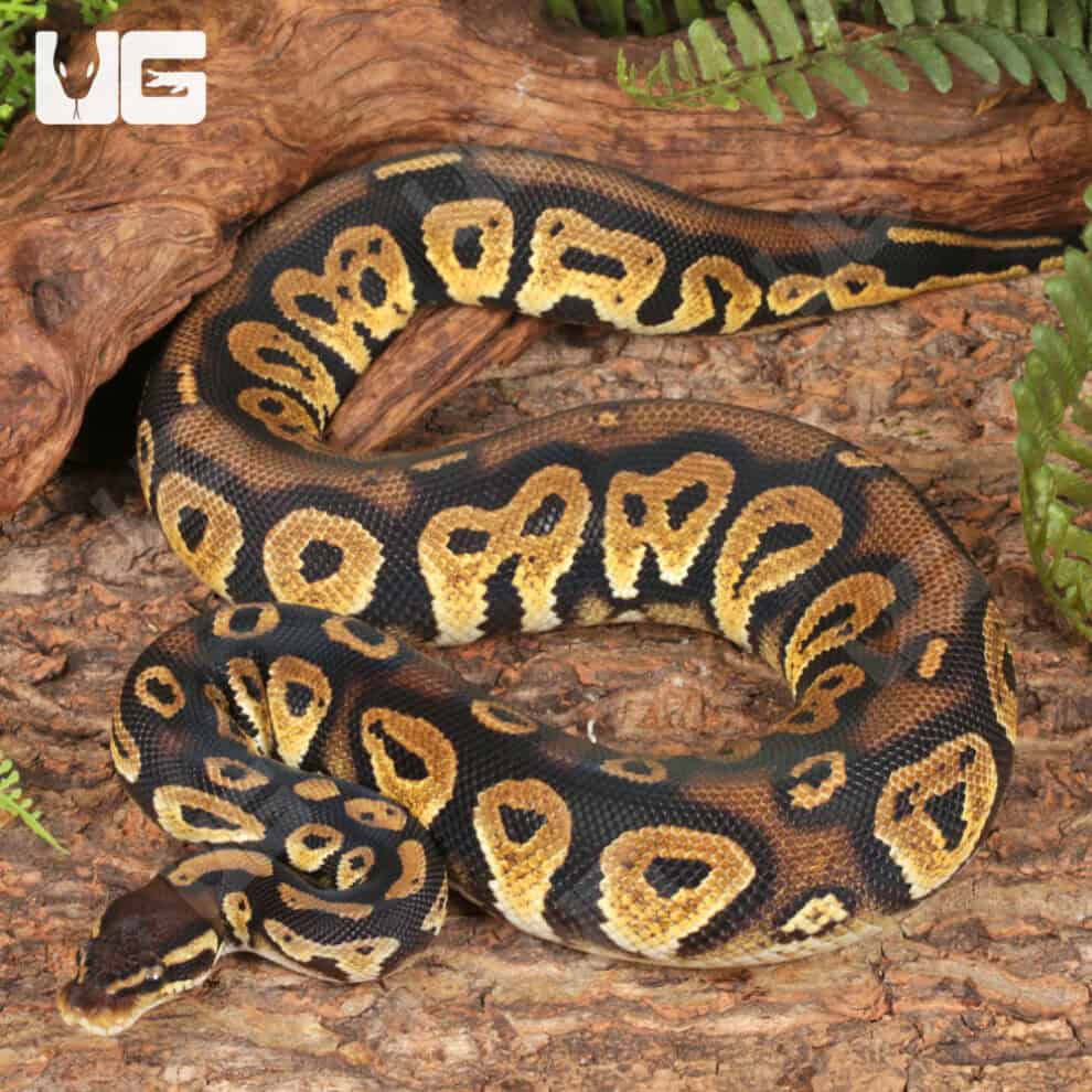 Yearling Male Pastel Blackhead Ball Python For Sale - Underground Reptiles