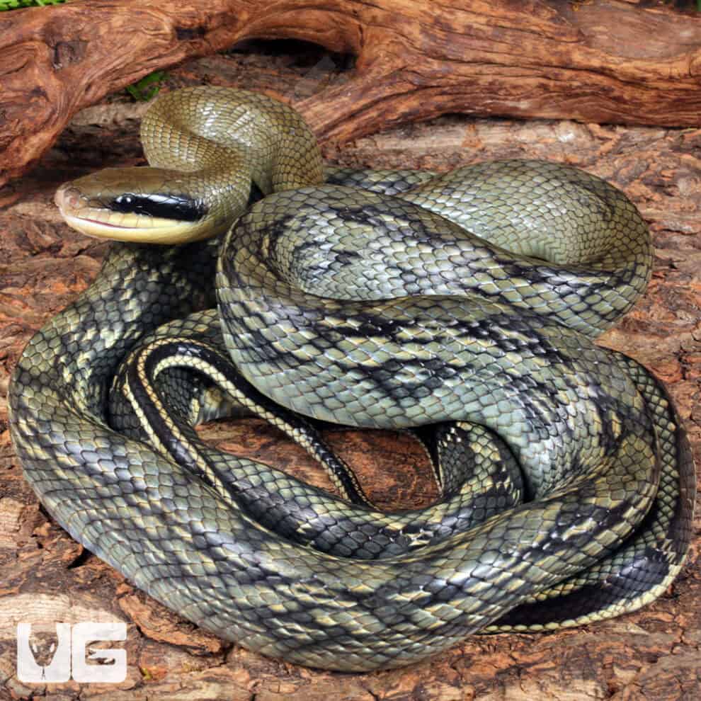 Vietnamese Blue Beauty Ratsnake For Sale - Underground Reptiles
