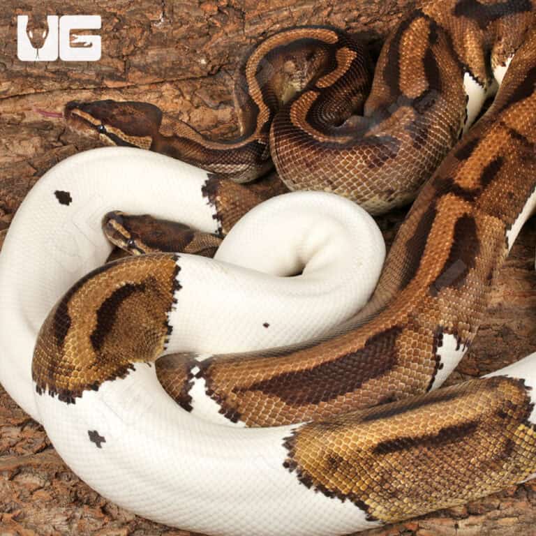 Ball Pythons For Sale - Underground Reptiles