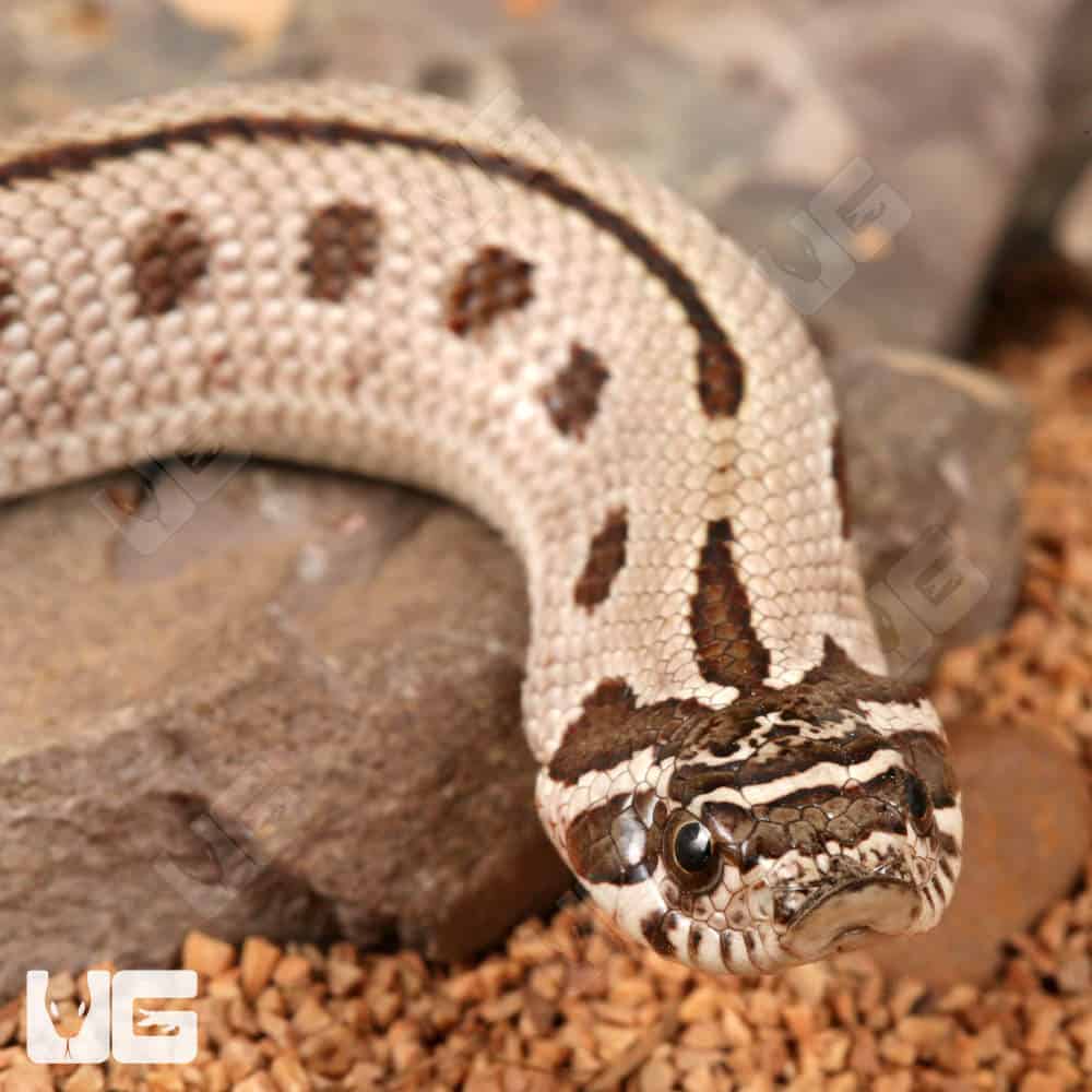 New Reptiles & Amphibians - Underground Reptiles