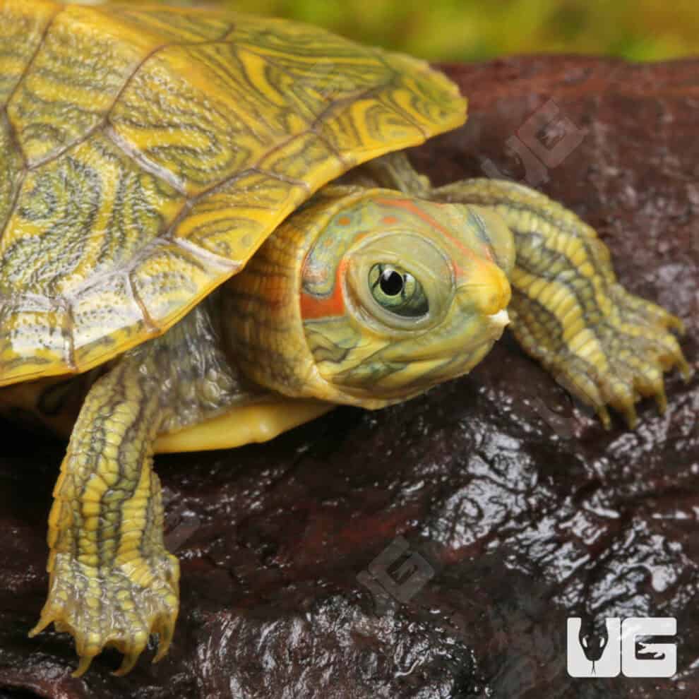 Turtles For Sale - Underground Reptiles