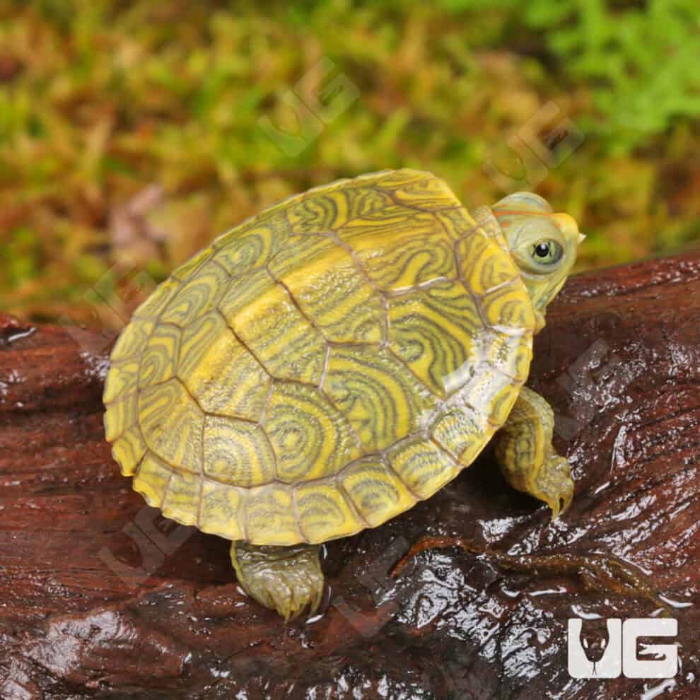 Baby Clown Red Ear Slider Turtles For Sale - Underground Reptiles
