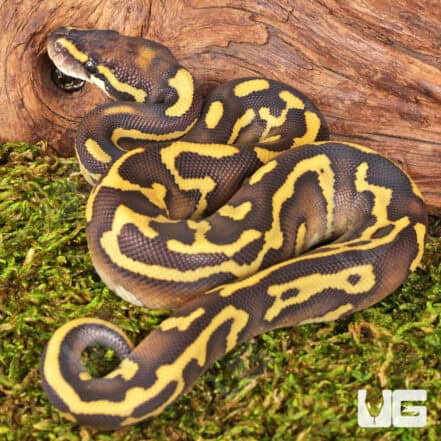 Ball Pythons For Sale - Underground Reptiles