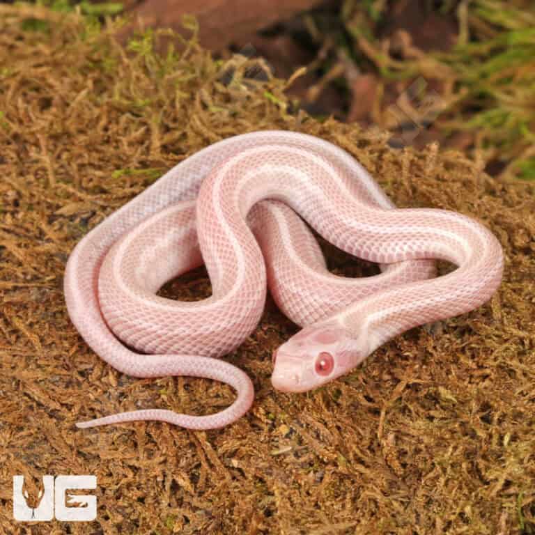Baby Peppermint Tessera Cornsnakes For Sale - Underground Reptiles