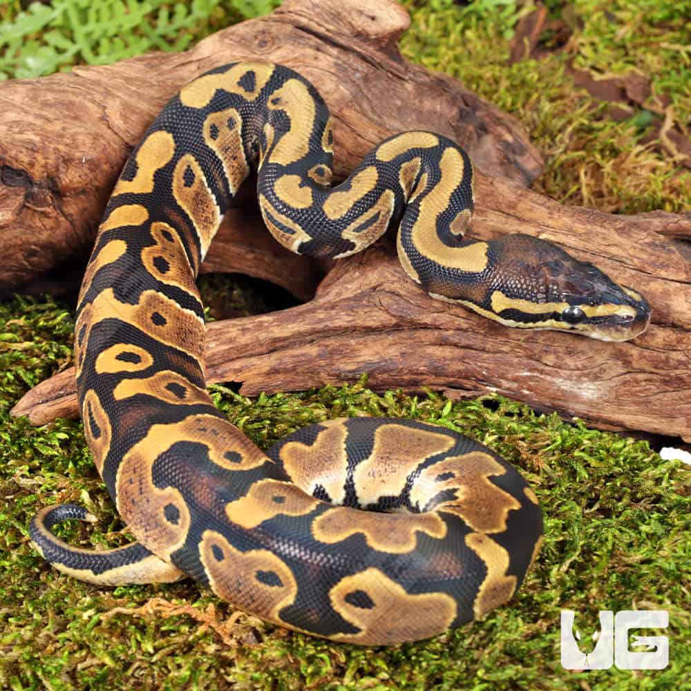 Baby Scaleless Head Het Pied Ball Python For Sale - Underground Reptiles