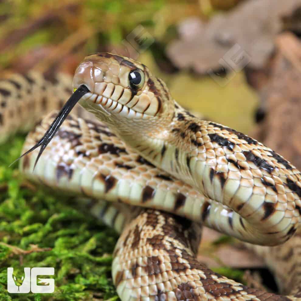 Garter, Gophers, Bull & Pine Snakes For Sale - Underground Reptiles