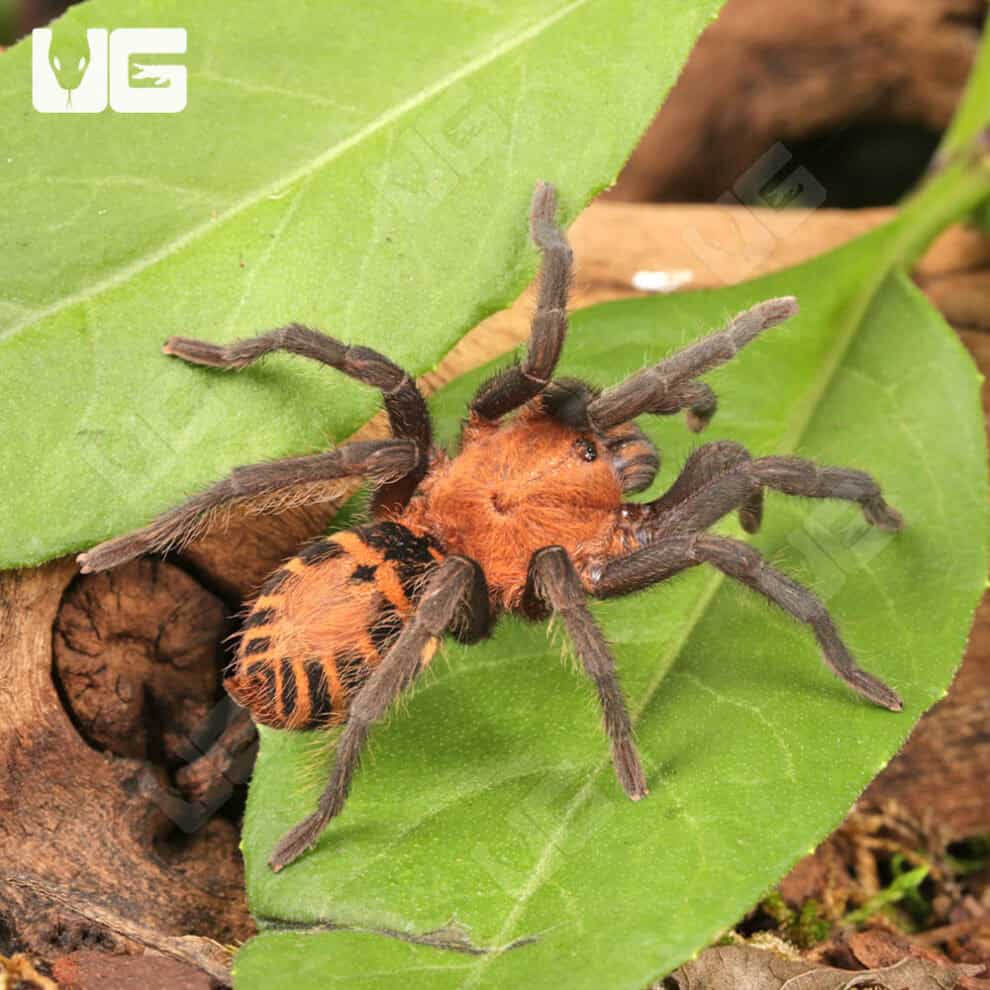 Costa Rican Tiger Rump Tarantula (Davus fasciatus) For Sale ...