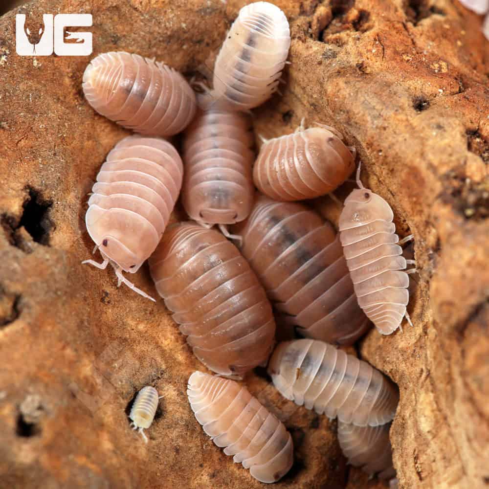 Cubaris Murina "Papaya" Isopods (Cubaris Murina) For Sale - Underground ...