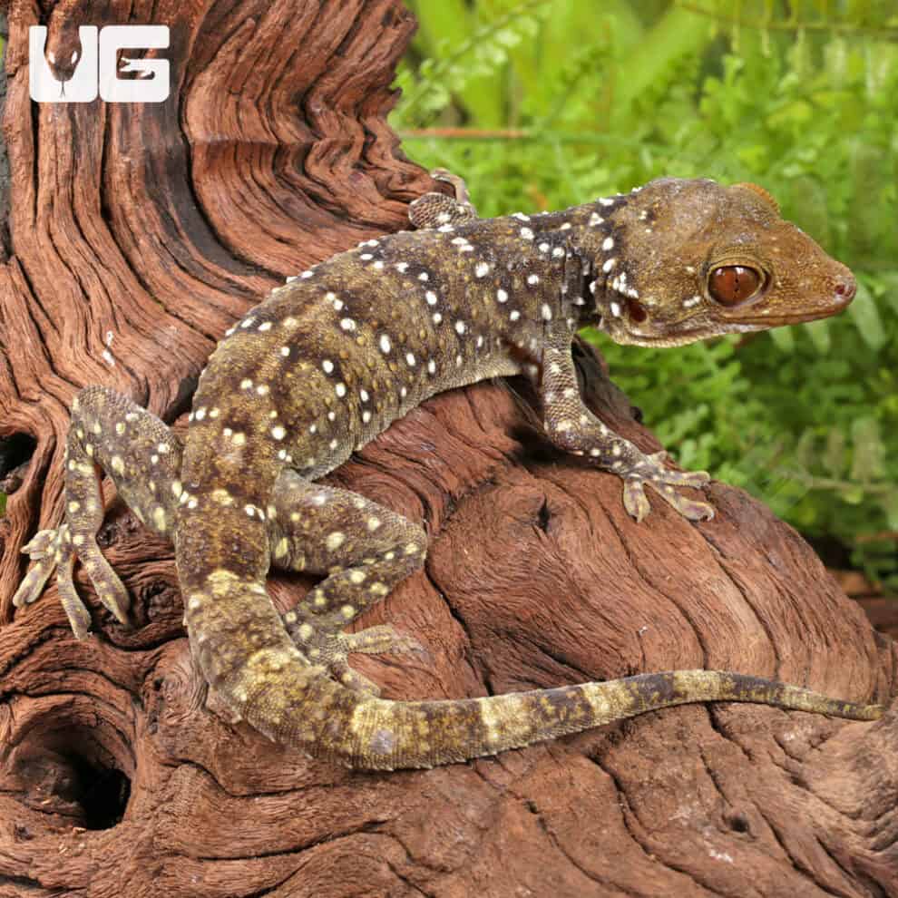 Nutaphand's Red-Eyed Geckos For Sale - Underground Reptiles