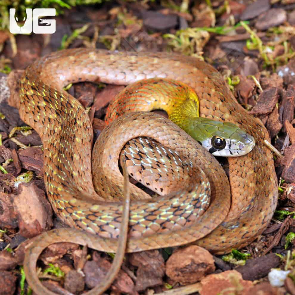 Red-Necked Keelback Snakes For Sale - Underground Reptiles
