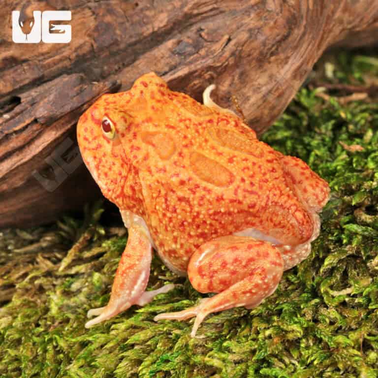 Yellow Coral Blaze Pacman Frogs For Sale - Underground Reptiles
