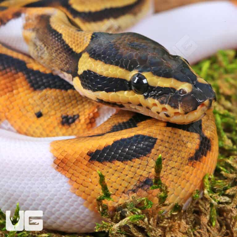 Baby Yellowbelly Pied Ball Pythons For Sale - Underground Reptiles