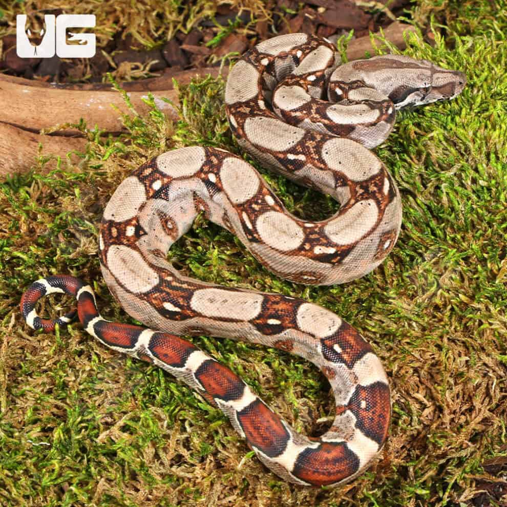 Baby Aby Het Scoria Boa For Sale - Underground Reptiles