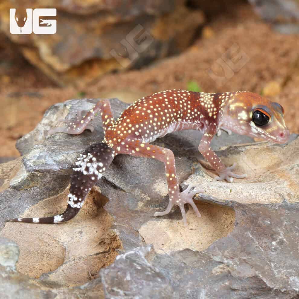 Baby Hypo Australian Barking Gecko (Underwoodisaurus milii) For Sale ...