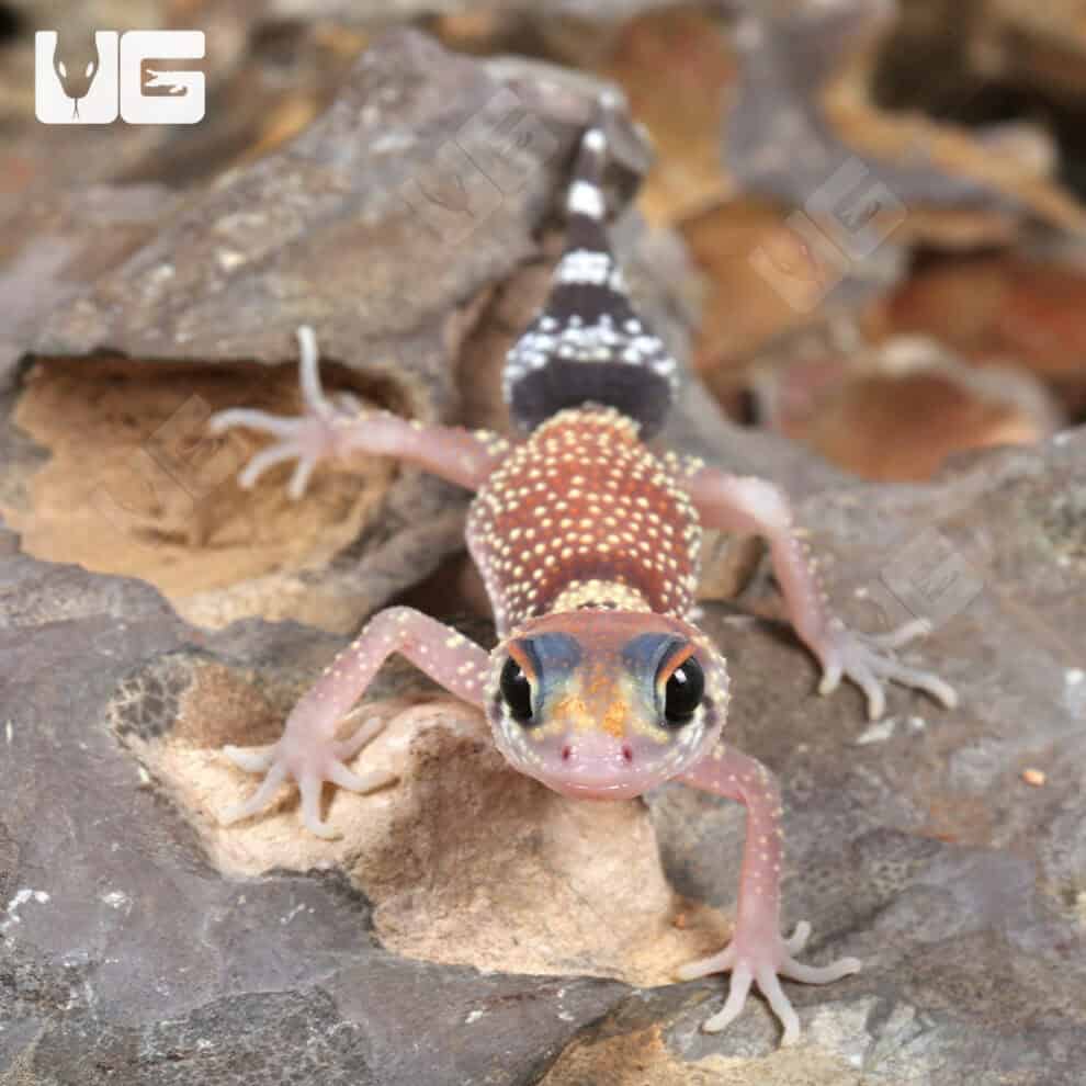 Baby Australian Barking Gecko (Underwoodisaurus milii) For Sale ...