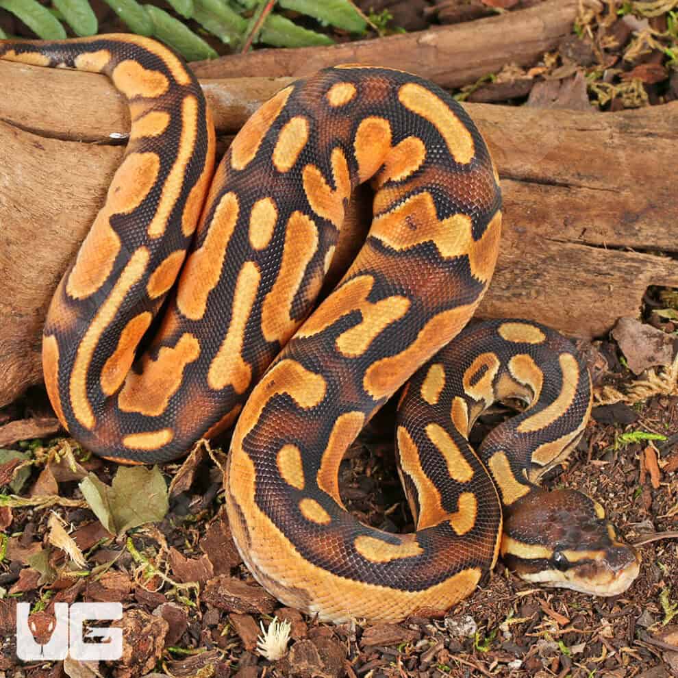 Baby Orange Dream Enchi Cinnamon Calico Het Pied Ball Pythons For Sale ...