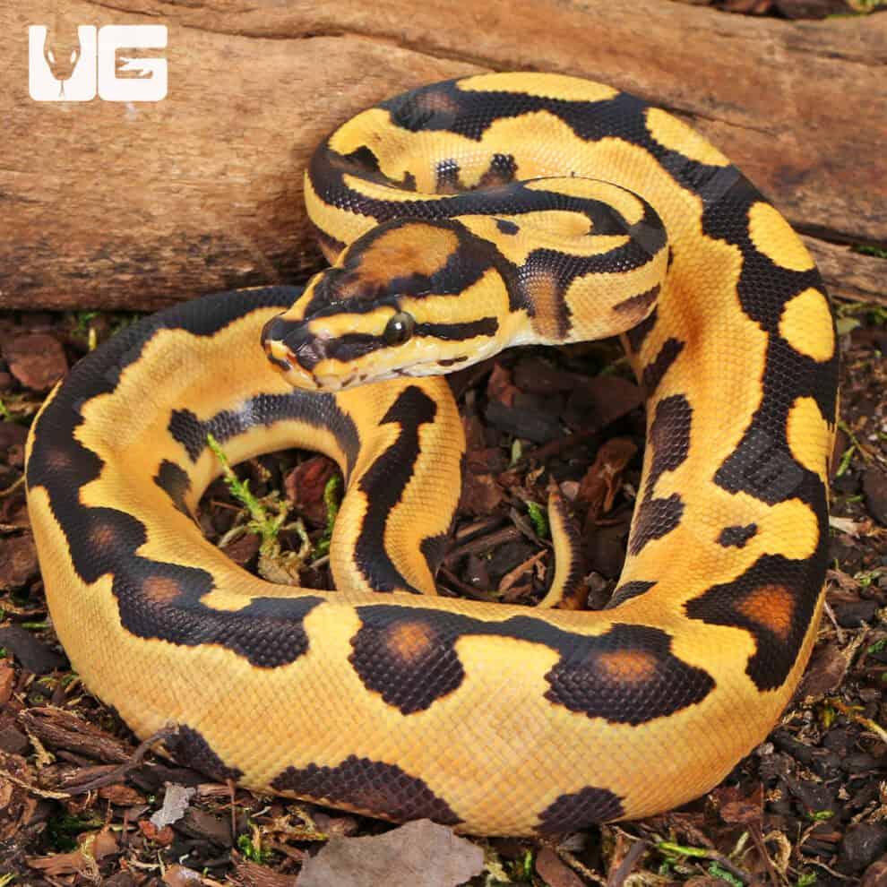 Baby Orange Dream Fire Leopard Blade Ball Python For Sale - Underground ...