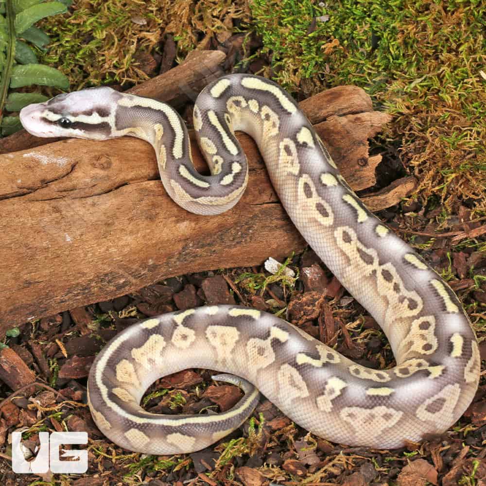 Baby Super Pastel Mojave Leopard Ball Pythons For Sale - Underground ...