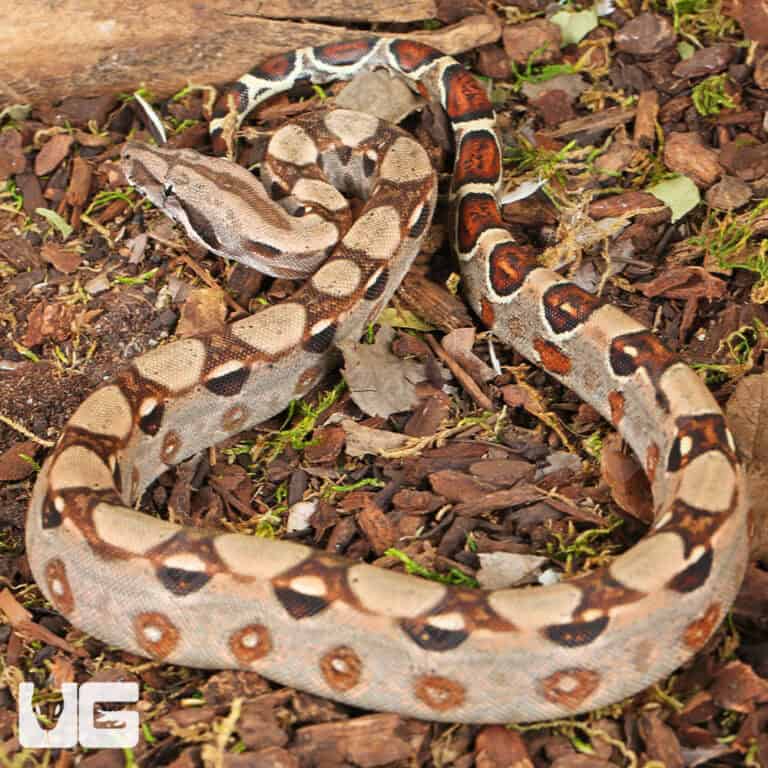 Baby Het Scoria Boa For Sale - Underground Reptiles