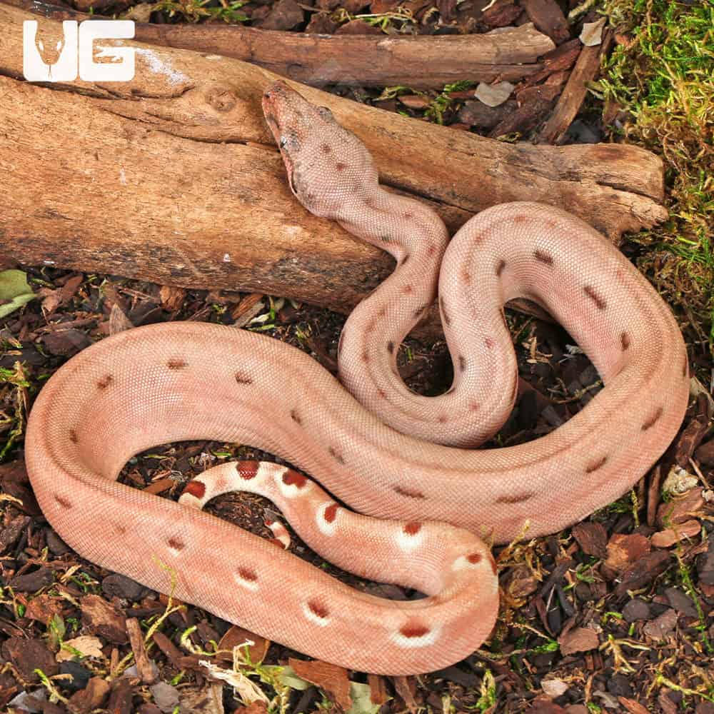 Baby Hypo Aby Scoria Boa For Sale - Underground Reptiles